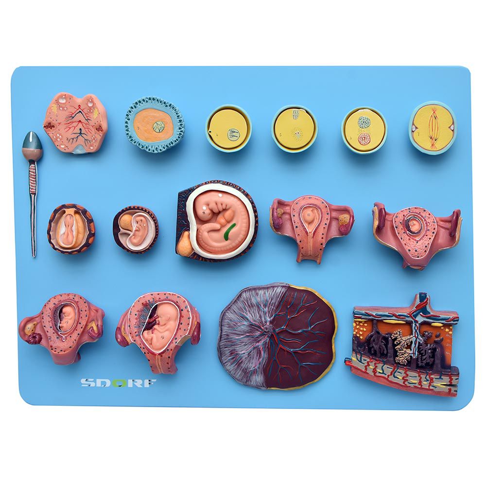 Modelo Anatômico da Fertilização Humana e Desenvolvimento Embrionário ...