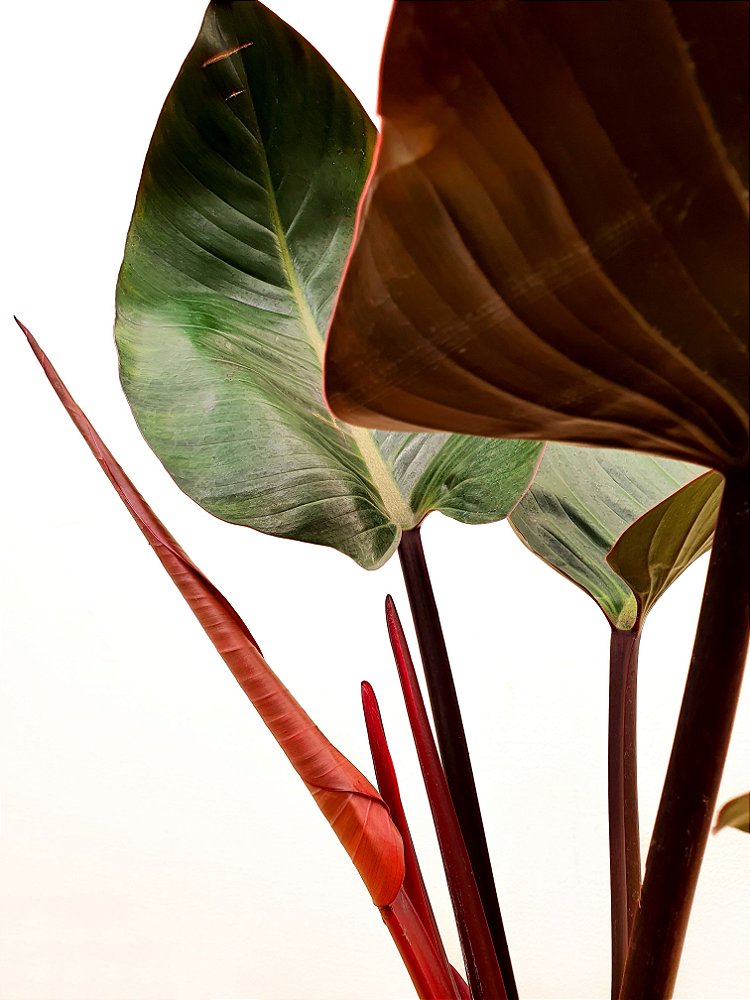 Filodendro Rubro | Pote Extra Grande - Indoor Plantas