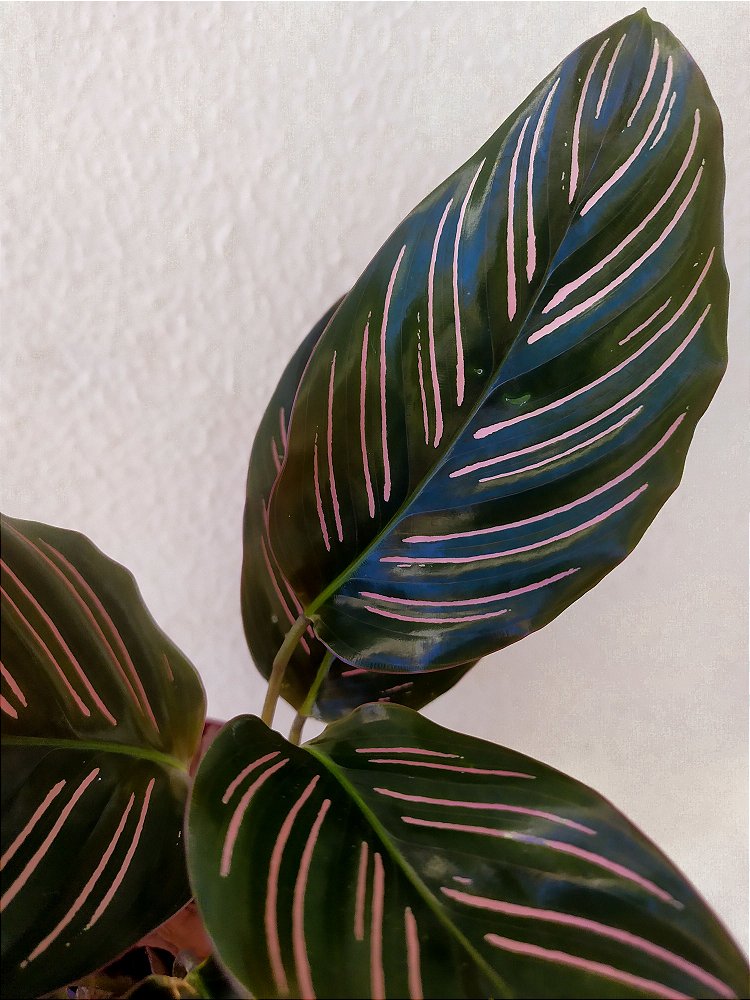 Maranta Riscada (Calathea ornata) | Compre online na Indoor Plantas, C ...