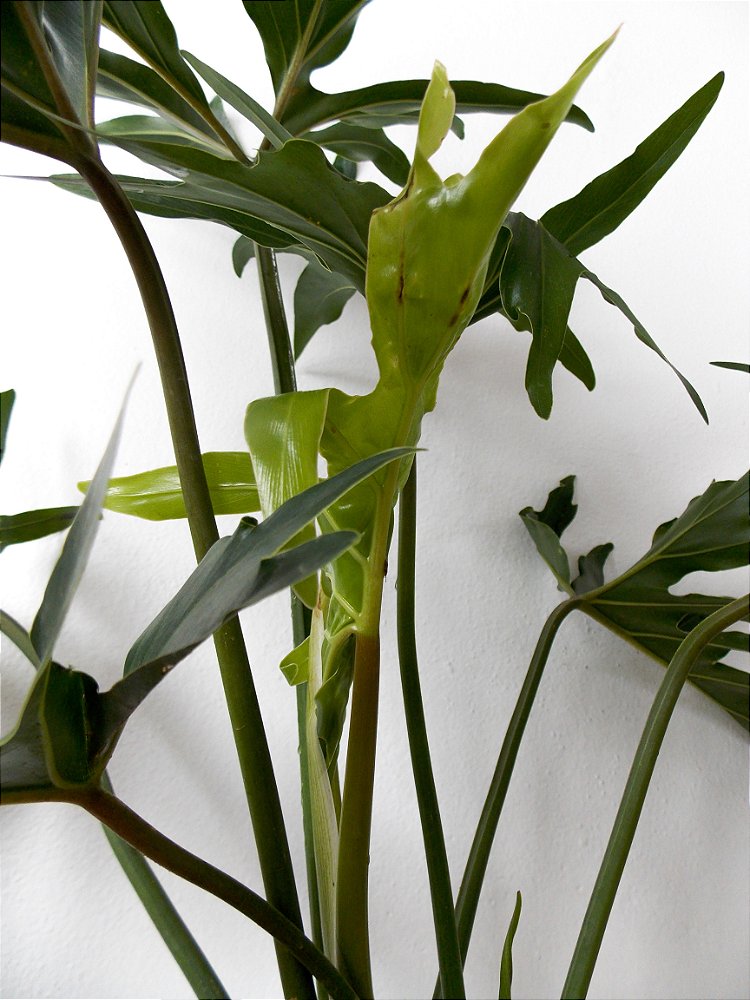 Guaimbê | Pote Extra Grande - Indoor Plantas