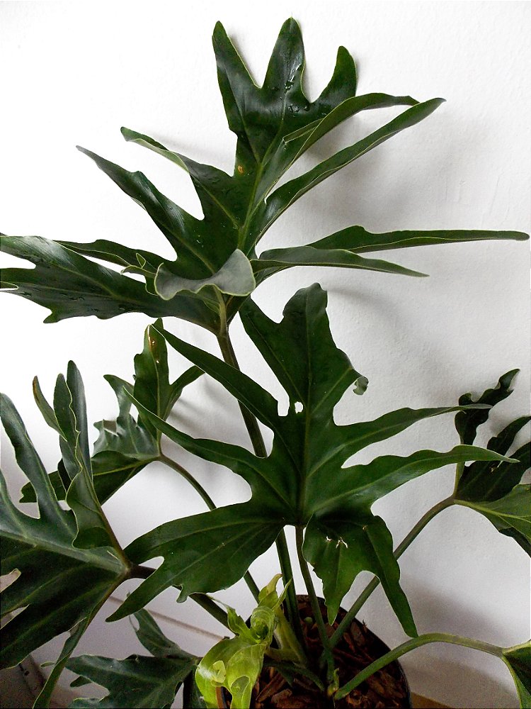 Guaimbê | Pote Extra Grande - Indoor Plantas