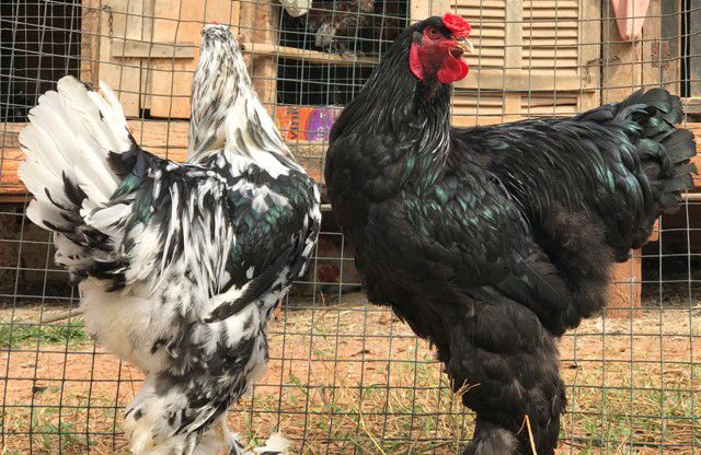 Brahma Mottled - COMPRAR - GRUPO OVOS DE OURO