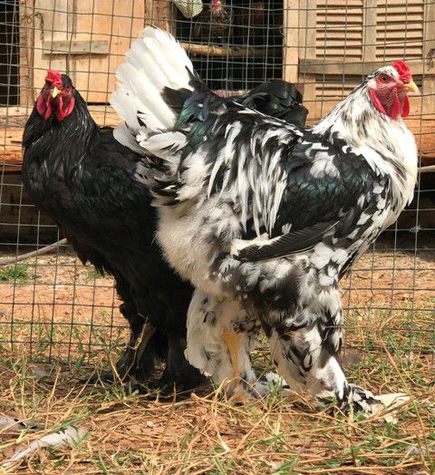 Brahma Mottled - COMPRAR - GRUPO OVOS DE OURO