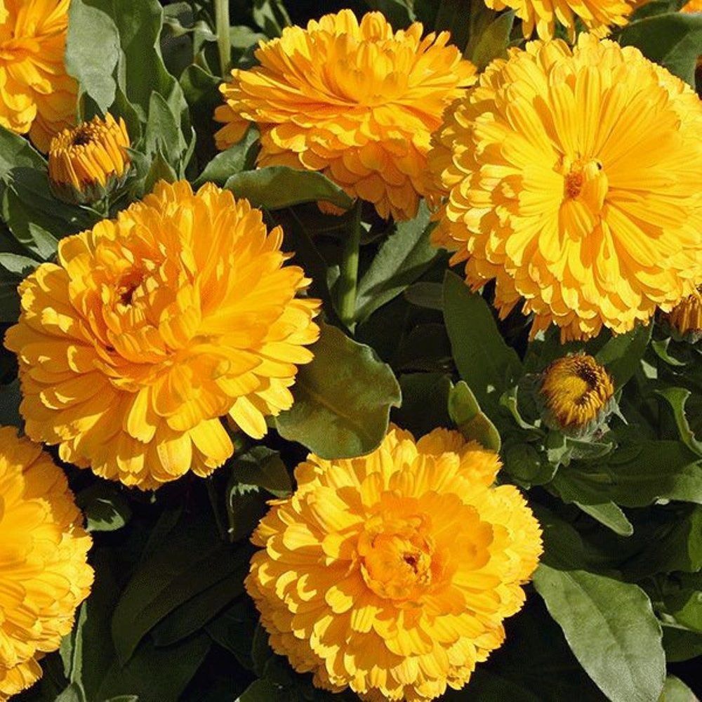 Semente de Flor Calêndula / Bonina Dobrada Sortida - Casa das Sementes ...