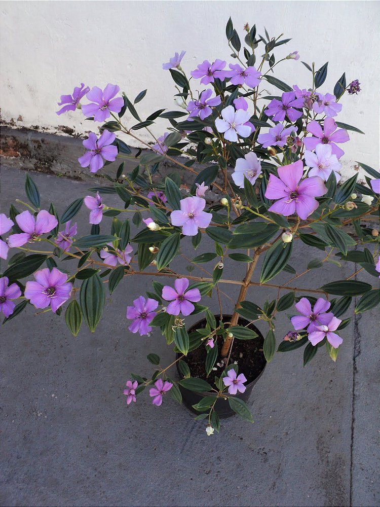 Manacá da Serra Anão, Plantas sjc, onde encontrar plantas sjc, deliver ...