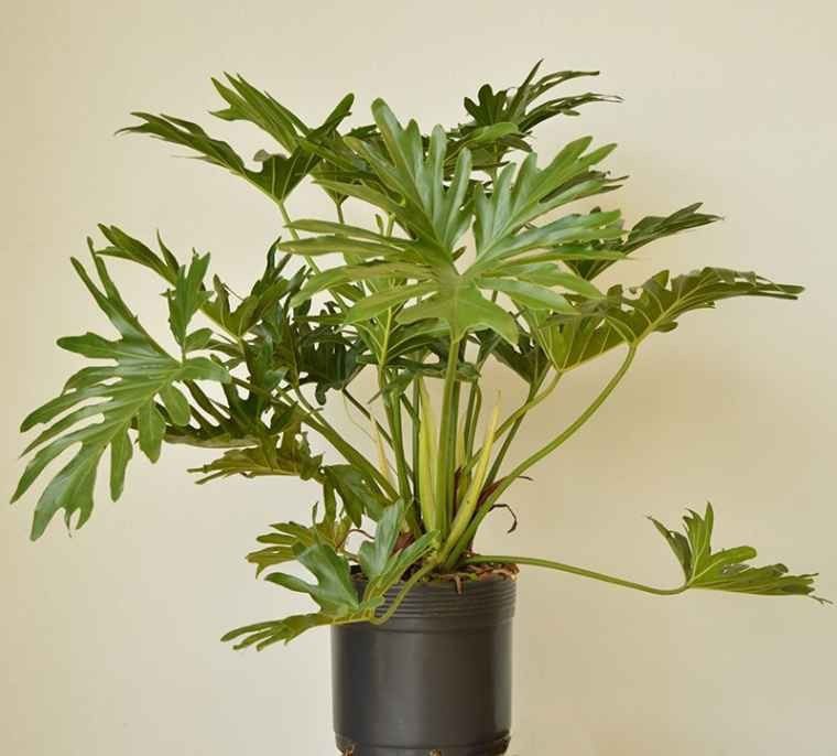 Guaimbê, Plantas sjc, onde encontrar plantas sjc, delivery de plantas ...