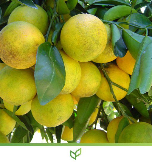 Laranja Pera Rio - Lindas Mudas - bhmudas