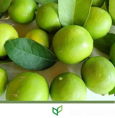 Limão Galego - Lindas Mudas Enxertadas - bhmudas