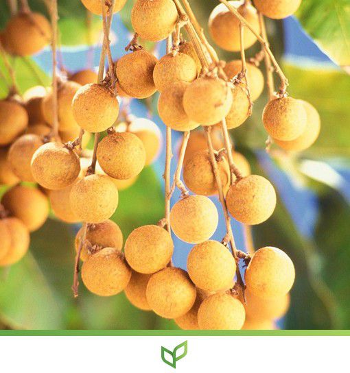 Longan ou Longana - Lindas Mudas - bhmudas