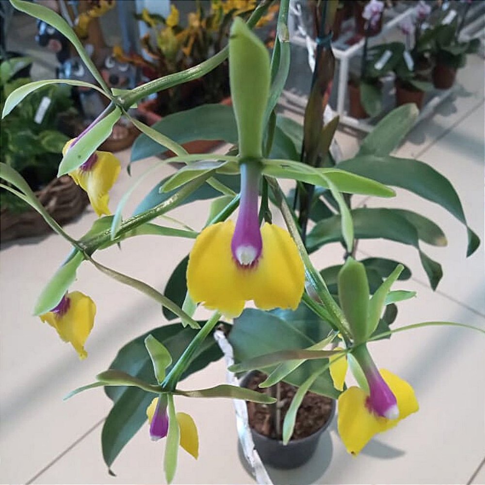 Epicattleya Rene Marques - Orquídeas & Cia