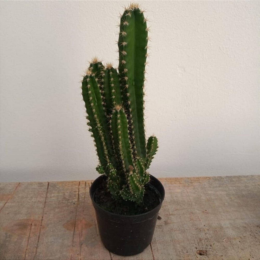 Cacto Cereus - Orquídeas & Cia