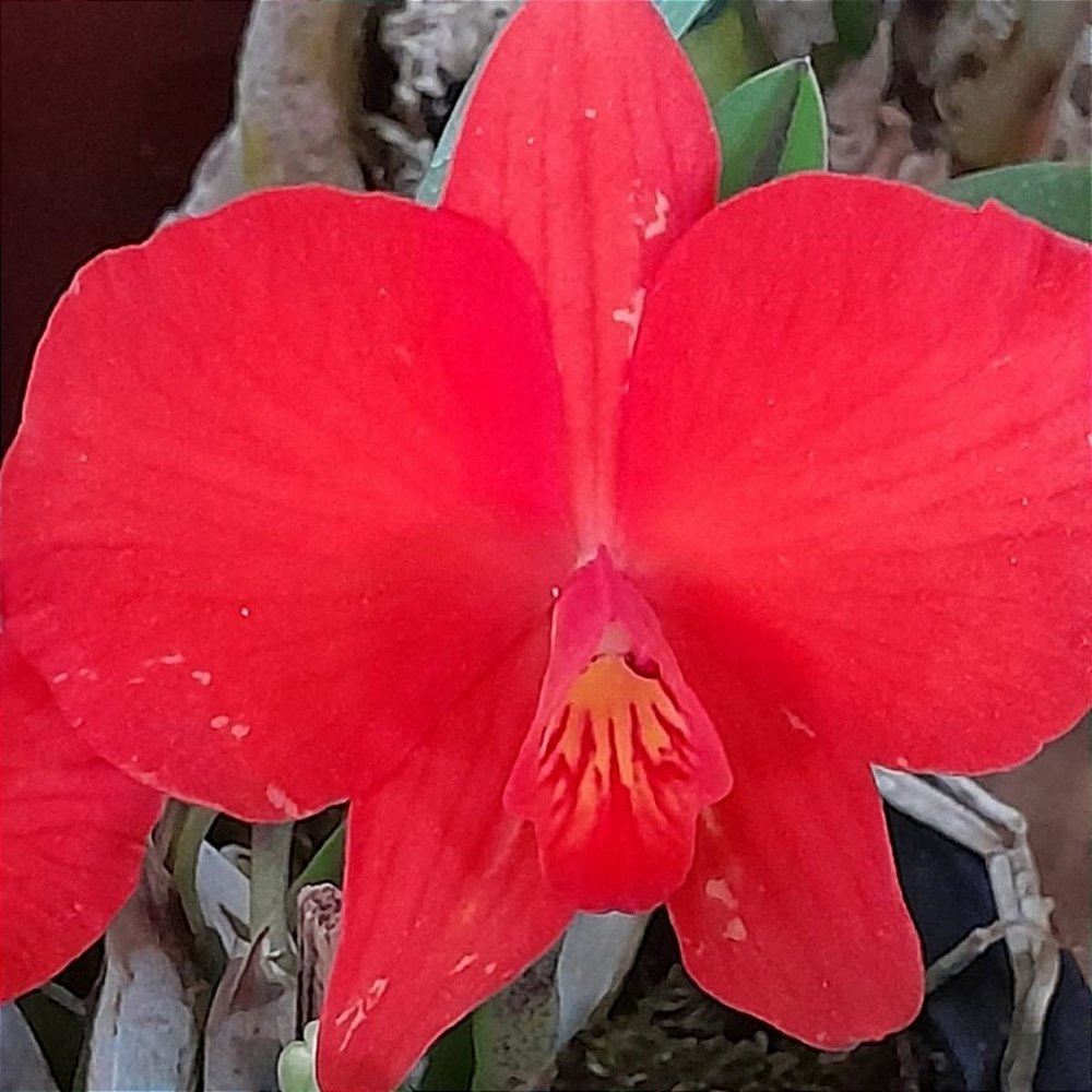 Sophronitis coccinea (Cattleya coccinea) - Orquídeas & Cia