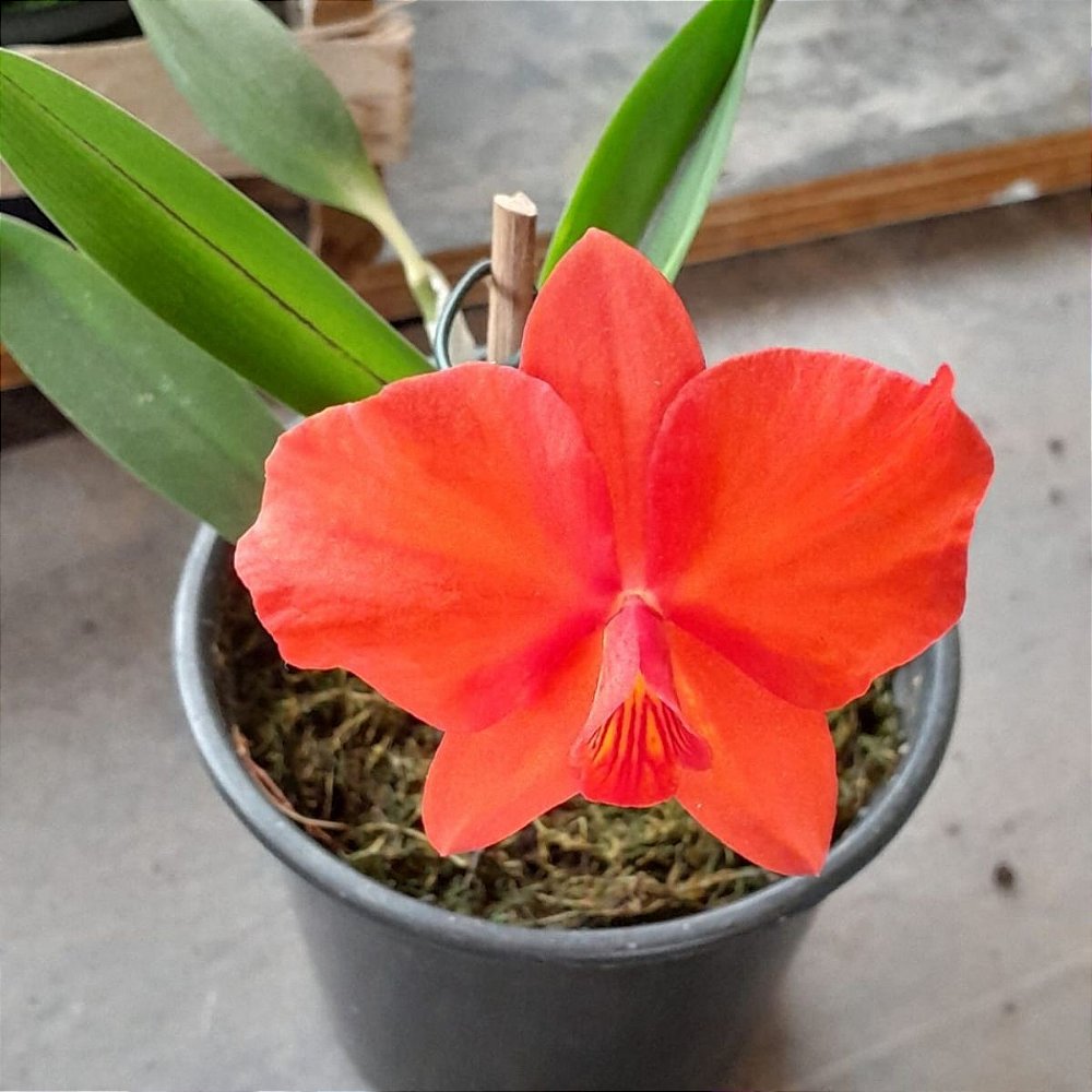 Sophronitis coccinea (Cattleya coccinea) - Orquídeas & Cia