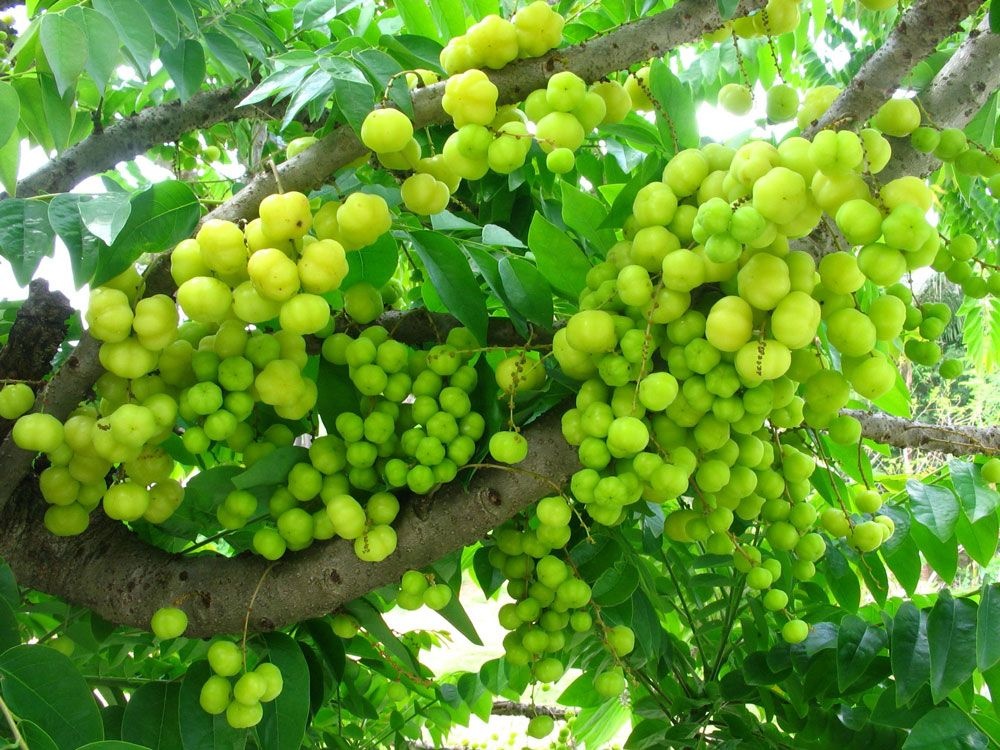 PLANTAS DO MUNDO TODO CULTIVO E CURIOSIDADES: GROSELHA DA ÍNDIA OU ...