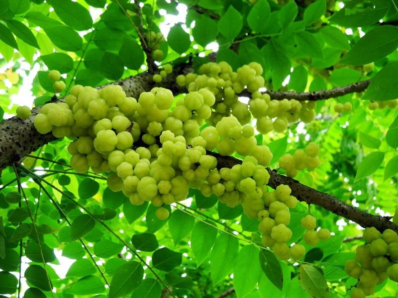 PLANTAS DO MUNDO TODO CULTIVO E CURIOSIDADES: GROSELHA DA ÍNDIA OU ...