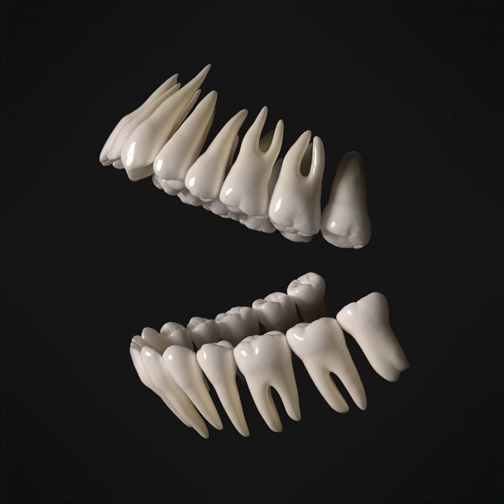 Anatomia dos Dentes Humanos em 3D - CB3D Printing