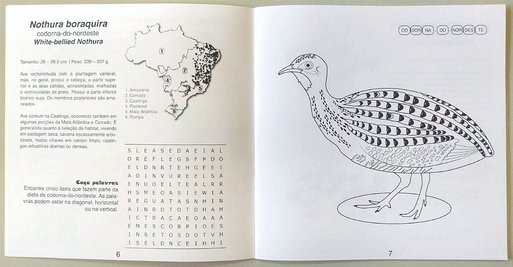 Livro Aves da Caatinga: Colorir & Aprender - LOOK! Birdwatching