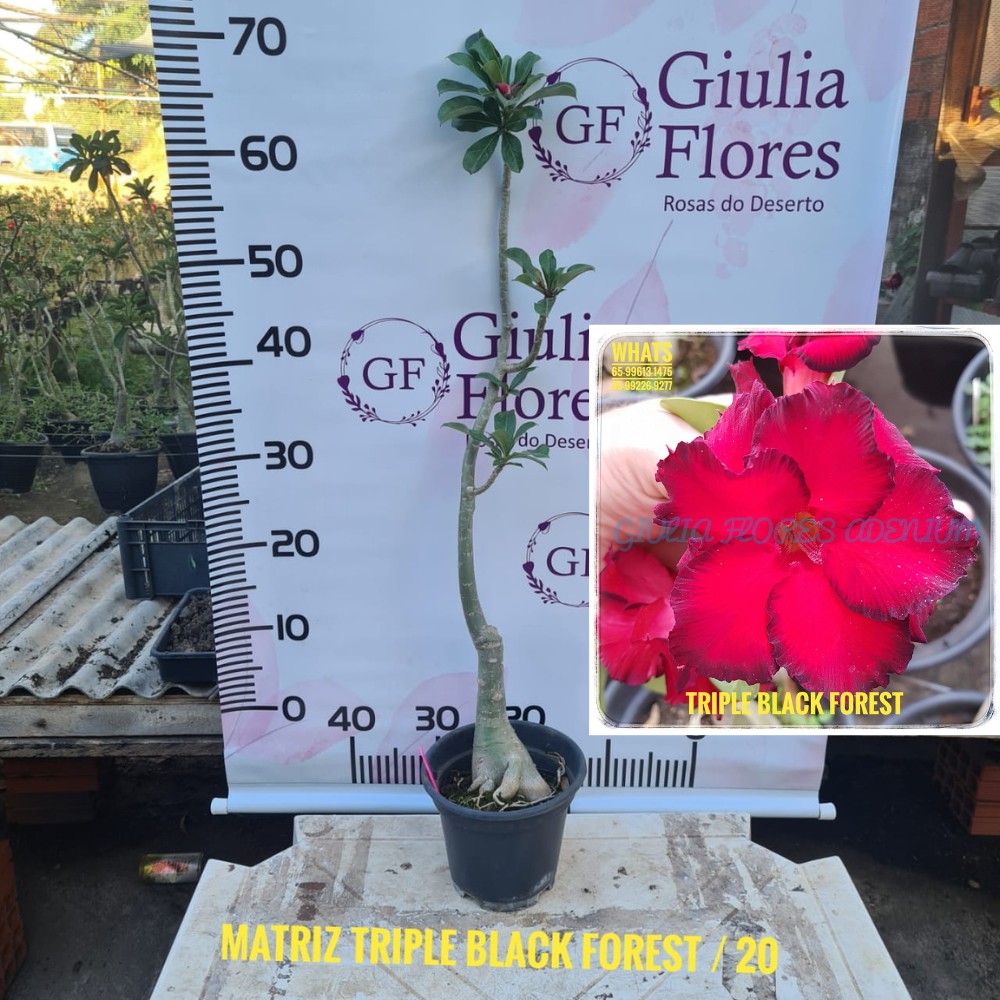 Planta Matriz Enxertada Triple Black Forest - Giulia Flores Rosas Do ...