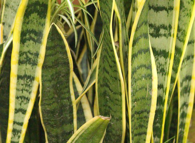 Espada de Santa Bárbara - Planta Delivery