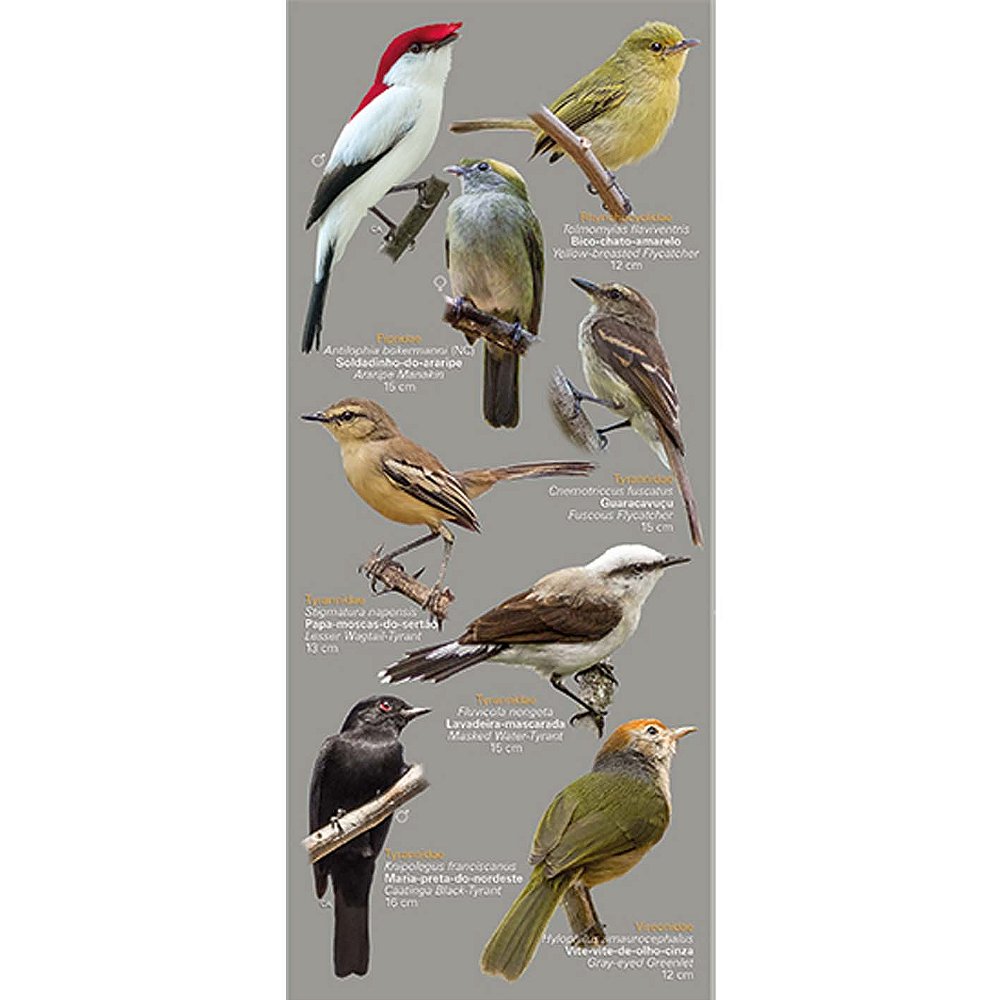 Pássaros da Caatinga, aves do Nordeste, aves do Ceará, aves da Bahia ...