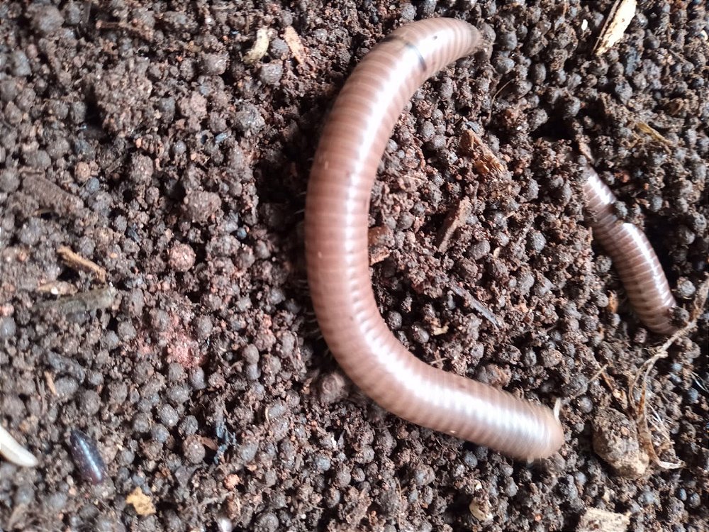 Gongolo para compostagem - Minhocas Compostagem e Pesca