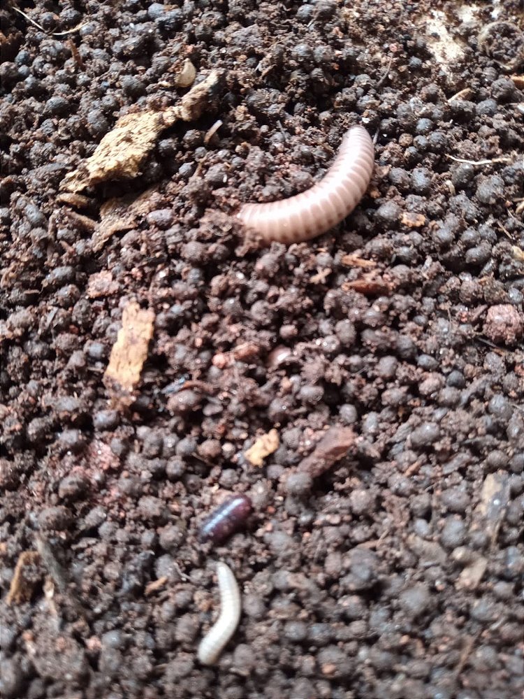 Gongolo para compostagem - Minhocas Compostagem e Pesca