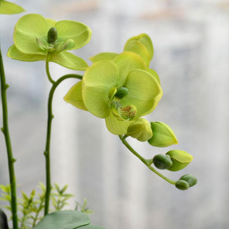Orquídea verde, Phalaenopsis, Comprar muda de orquídea verde online no ...