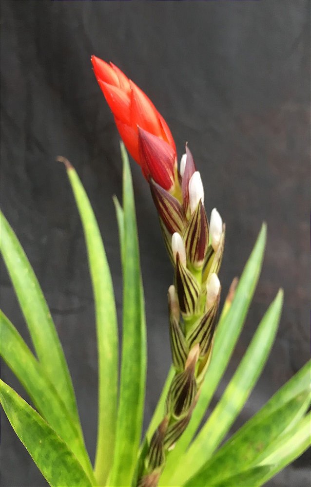 Guzmania monostachia - Tillandsias Brasil