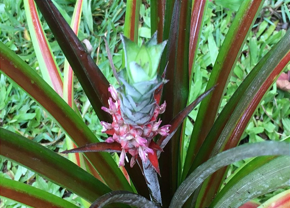 Ananas lucidus - Tillandsias Brasil