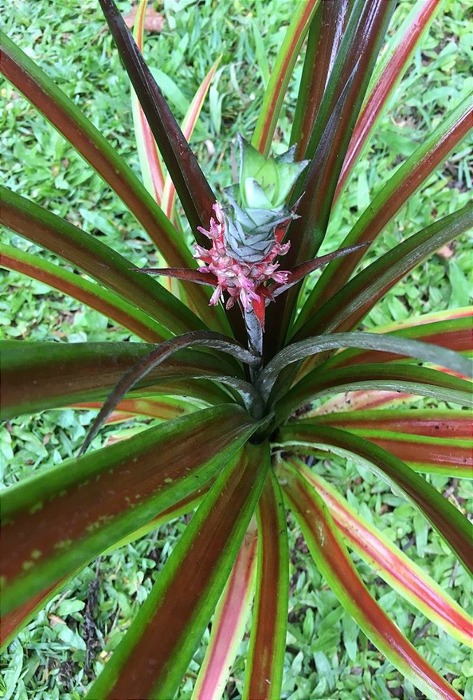Ananas lucidus - Tillandsias Brasil