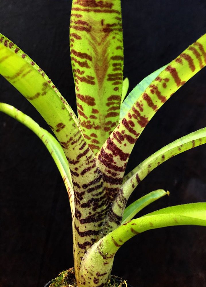 vriesea splendens - Tillandsias Brasil