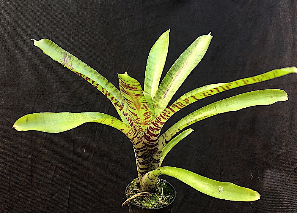 vriesea splendens - Tillandsias Brasil