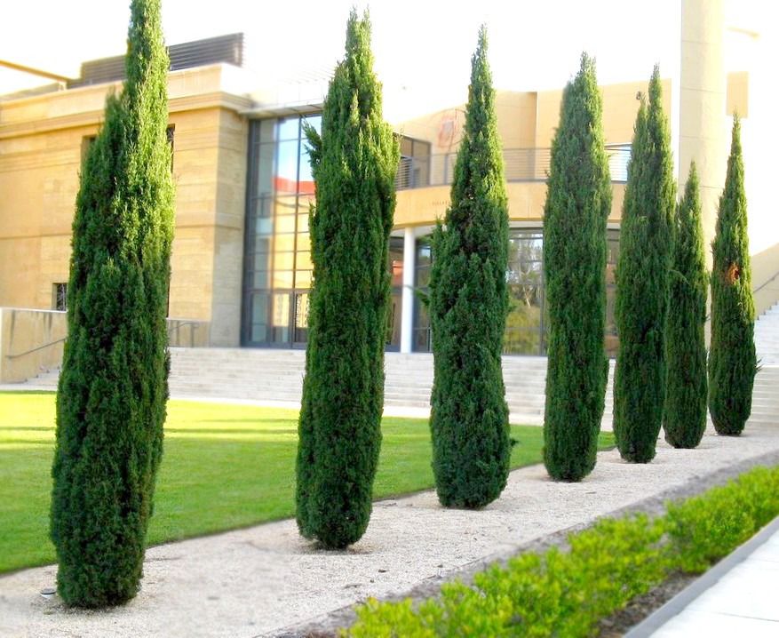 Cipreste Vela ou Ilaliano-Dancruz Plantas - Dancruz Plantas