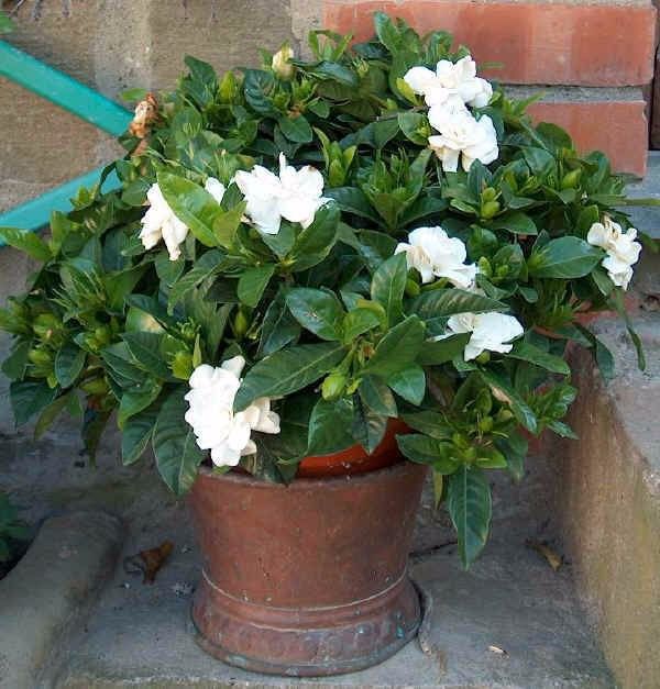 muda comprar Jasmim do Cabo (Gardenia jasminoides)-Dancruz Plantas ...