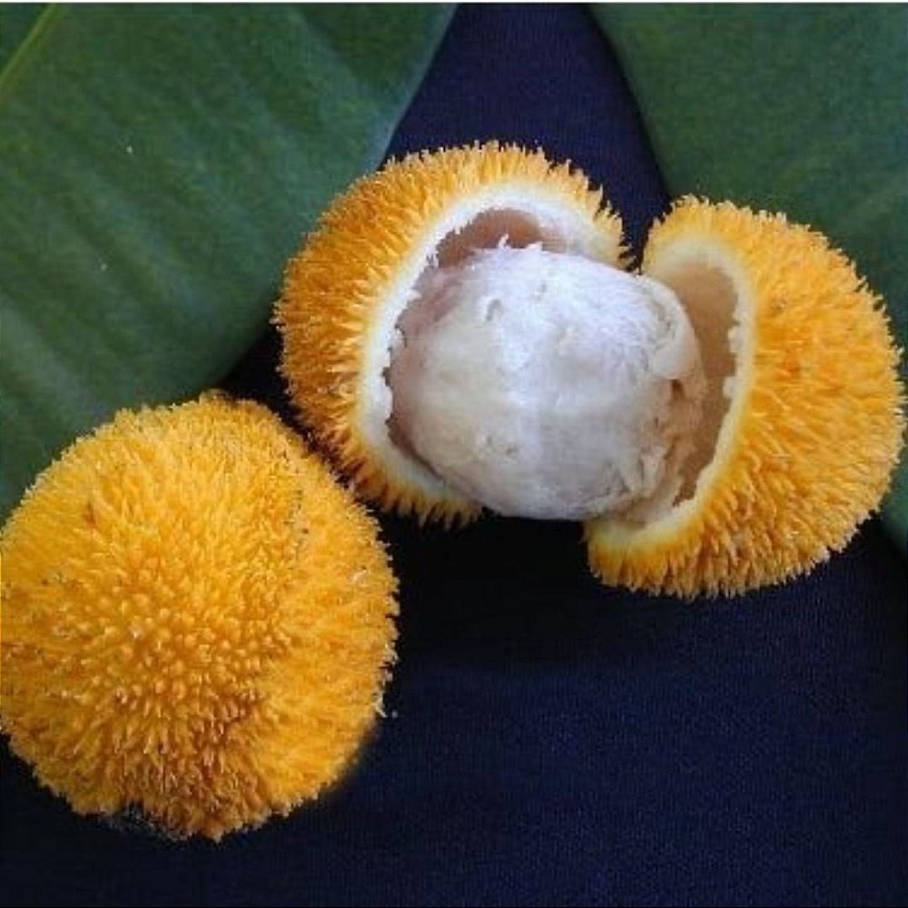 Bacuri-pari da amazônia - garcinia muito doce-Dancruz Plantas - Dancruz ...