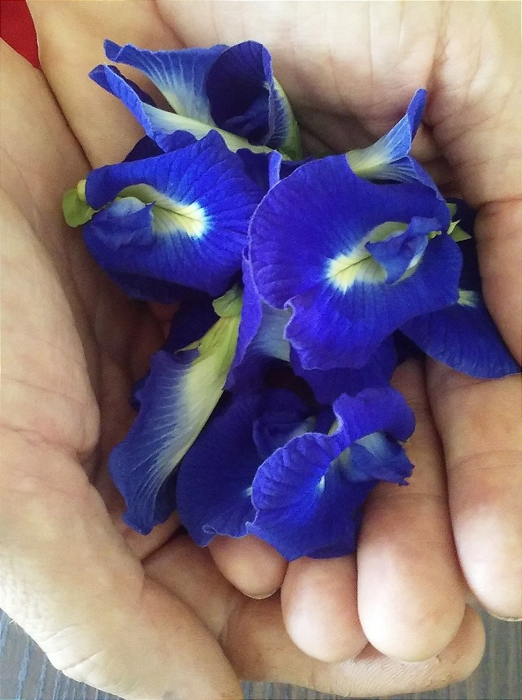 Concentrado de Flor Fada Azul - 60 ml (Tintura Natural) - Flor Fada ...