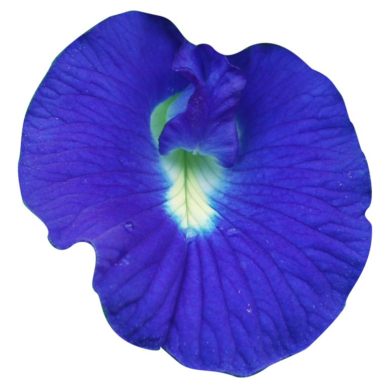 40 Sementes de Flor Fada Azul, Clitoria ternatea (fada azul, cunhã ...