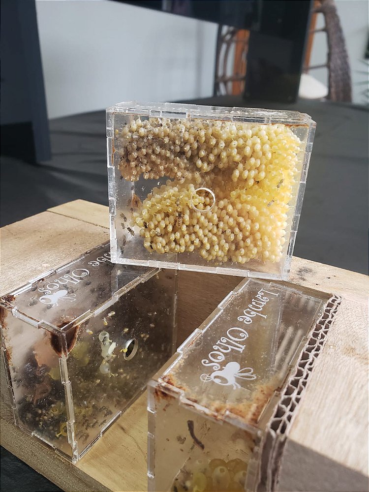 Caixa acrílico para abelha lambe olhos - 1 unidade - Meliponário Abelha ...