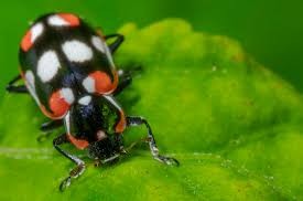 Biodefensivo Joaninhas REFIL Vivas Eriopis Connexa preta e branca ...