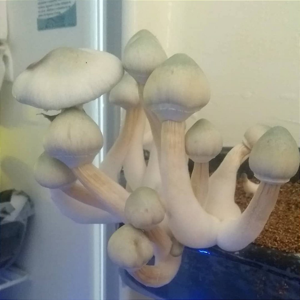 Cogumelo Mágico Psilocybe Cubensis A+ Albino, desidratados, (Amostra E ...