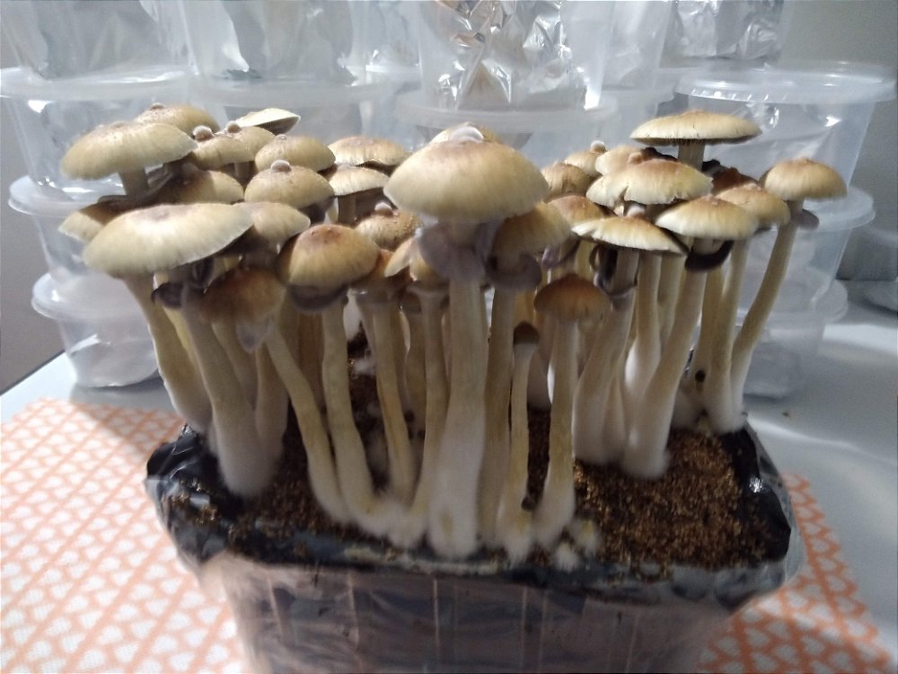 Carimbo de Esporos Cogumelo Magicos Cubensis MDK - CoguXamã - Cogumelos ...