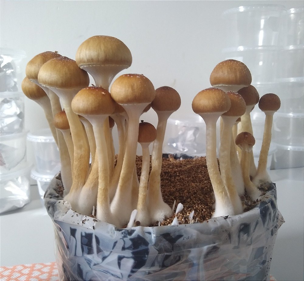 Cogumelo Mágico Psilocybe Cubensis Golden Teacher, desidratados, 5g (A ...