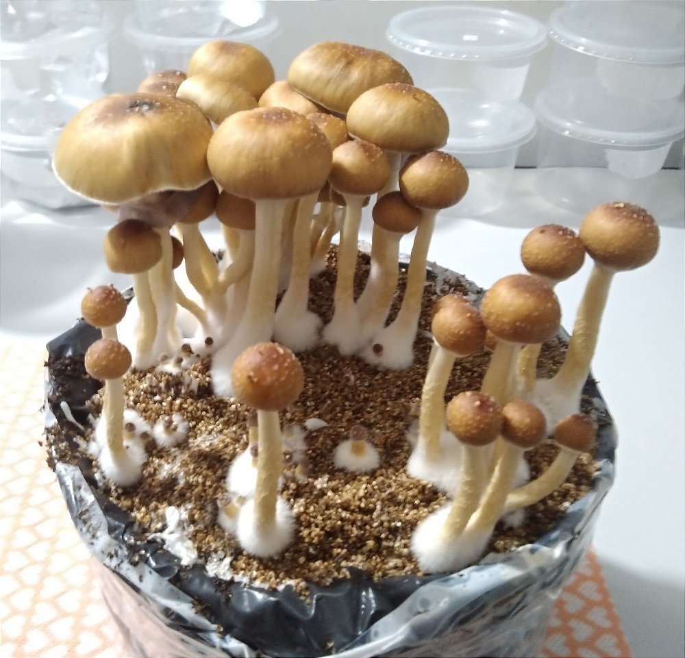 Cogumelo Mágico Psilocybe Cubensis Golden Teacher, desidratados, 5g (A ...