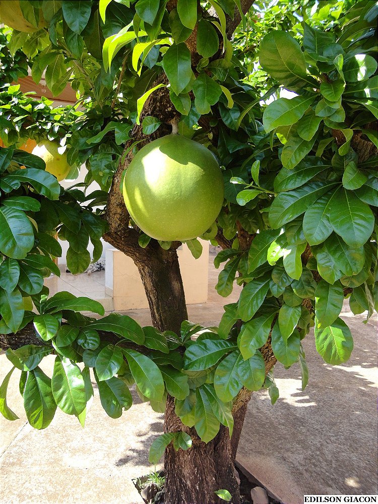 Comprar Sementes de Coité - Crescentia cujete - Semente Rara - Venda de ...
