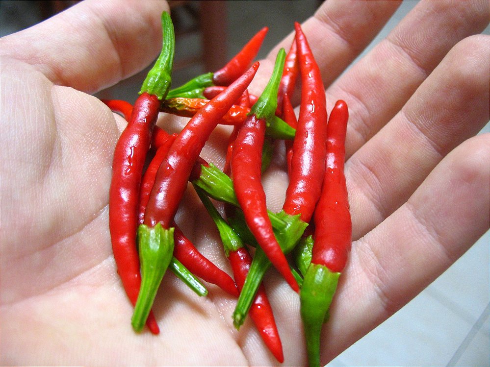 Pimenta Malagueta: 60 Sementes - Semente Rara - Venda de Sementes Para ...