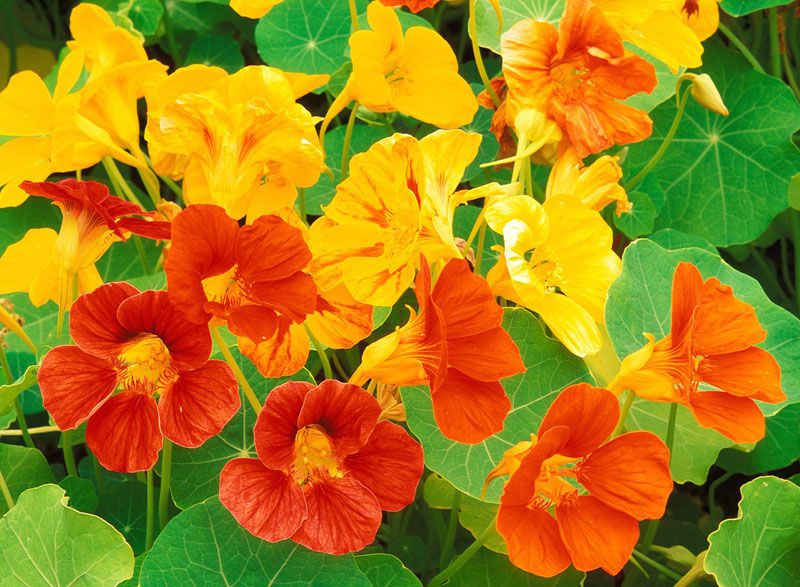 Comprar Sementes de Capuchinha Anã Sortida -Tropaeolum majus - Semente ...