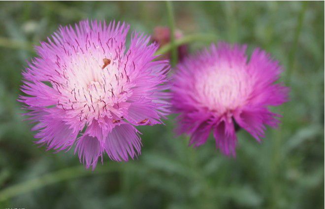 Centáurea Moschata: 20 Sementes - Semente Rara - Venda de Sementes Para ...