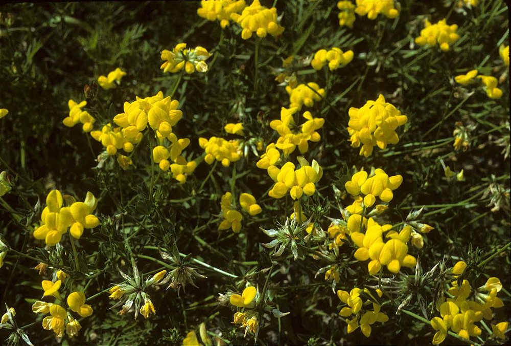 Crotalária Espectabilis: 100 Sementes - Semente Rara - Venda de ...