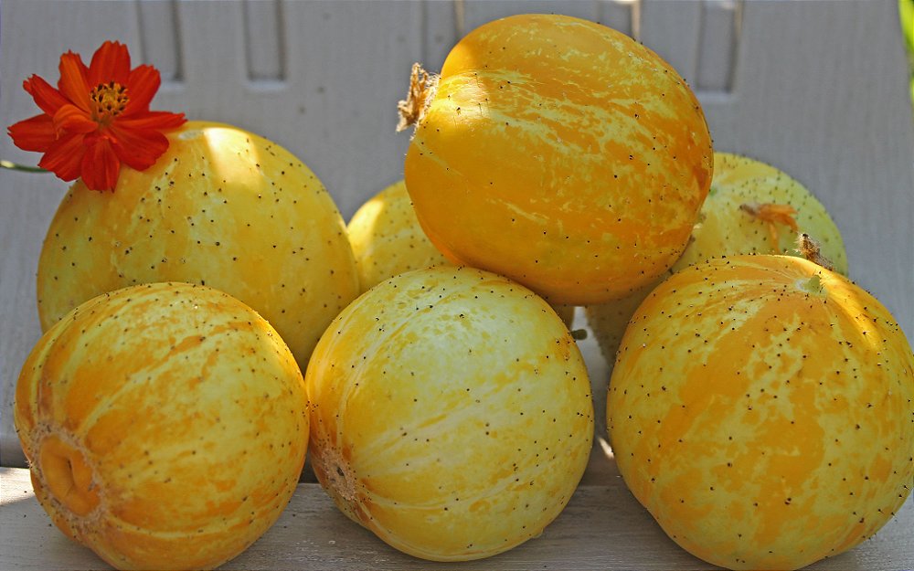 Pepino Limão (Lemon): 10 Sementes - Semente Rara - Venda de Sementes ...