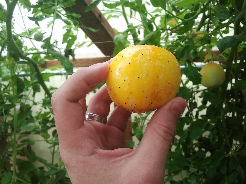 Pepino Limão (Lemon): 10 Sementes - Semente Rara - Venda de Sementes ...